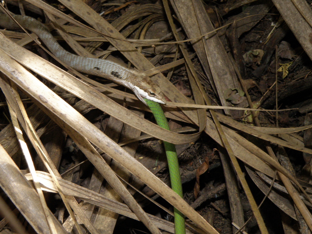 Eastern Twig Snake from Kisima Ngeda Circuit Rd, Tanzania on January 13 ...
