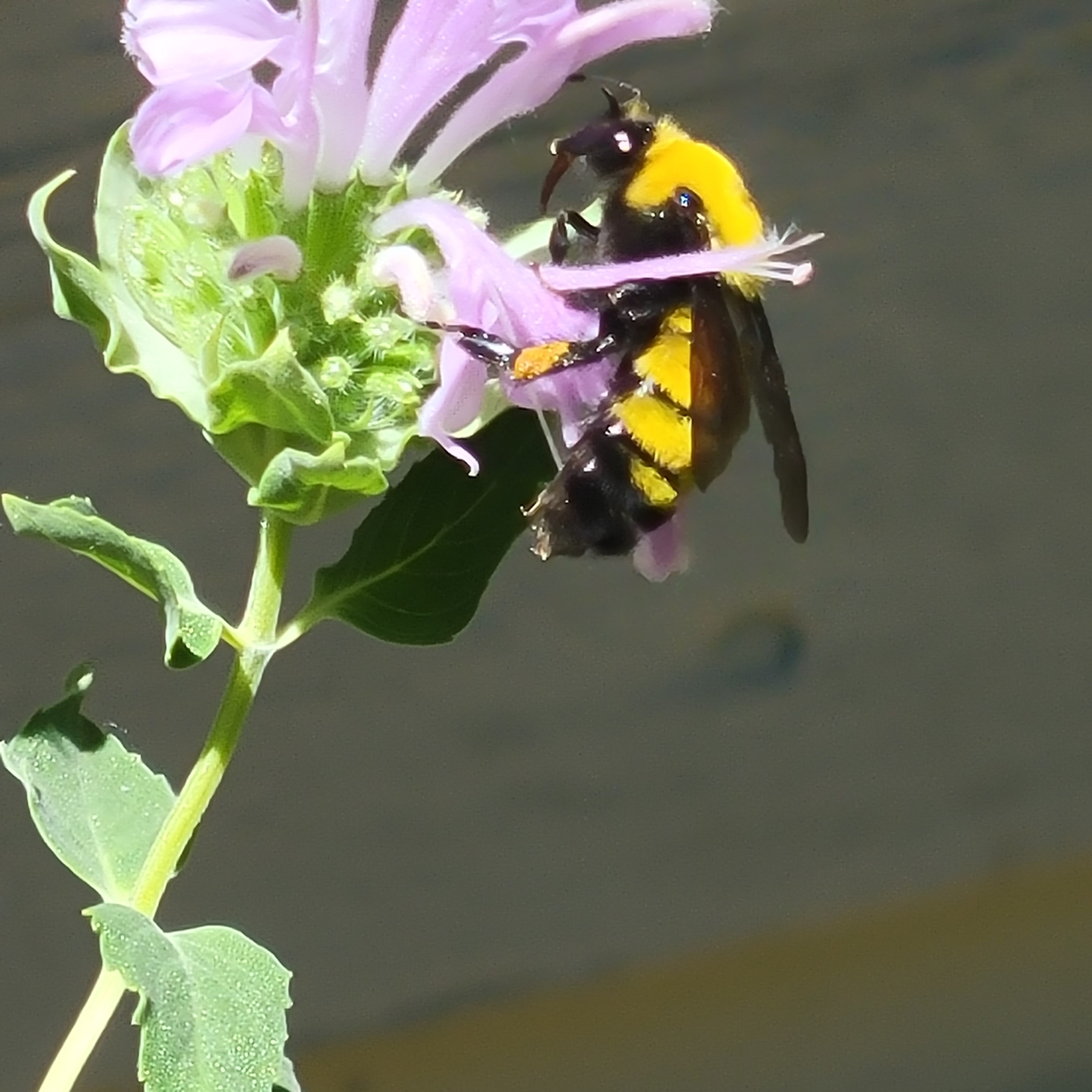 Bombus morrisoni Cresson, 1879