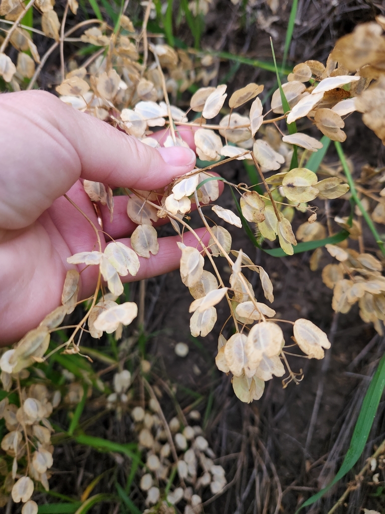 field penny-cress in July 2022 by Danna Schock · iNaturalist