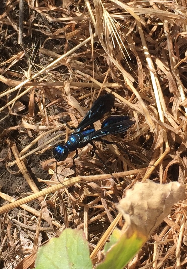 Steel-blue Cricket-hunter Wasp from 17932 Lyons Valley Rd, Jamul, CA ...