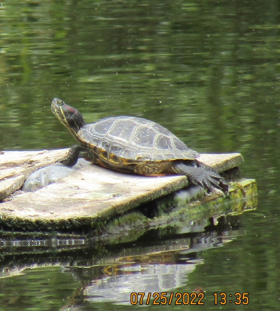Pond Slider from Oceano, CA 93445, USA on July 25, 2022 at 01:35 PM by ...