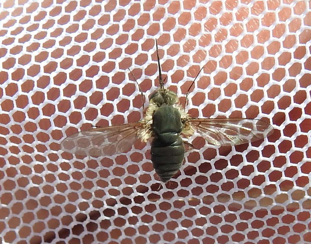 Woolly Bee Flies from Medvenskiy rayon, Kursk, Russia on July 12, 2022 ...