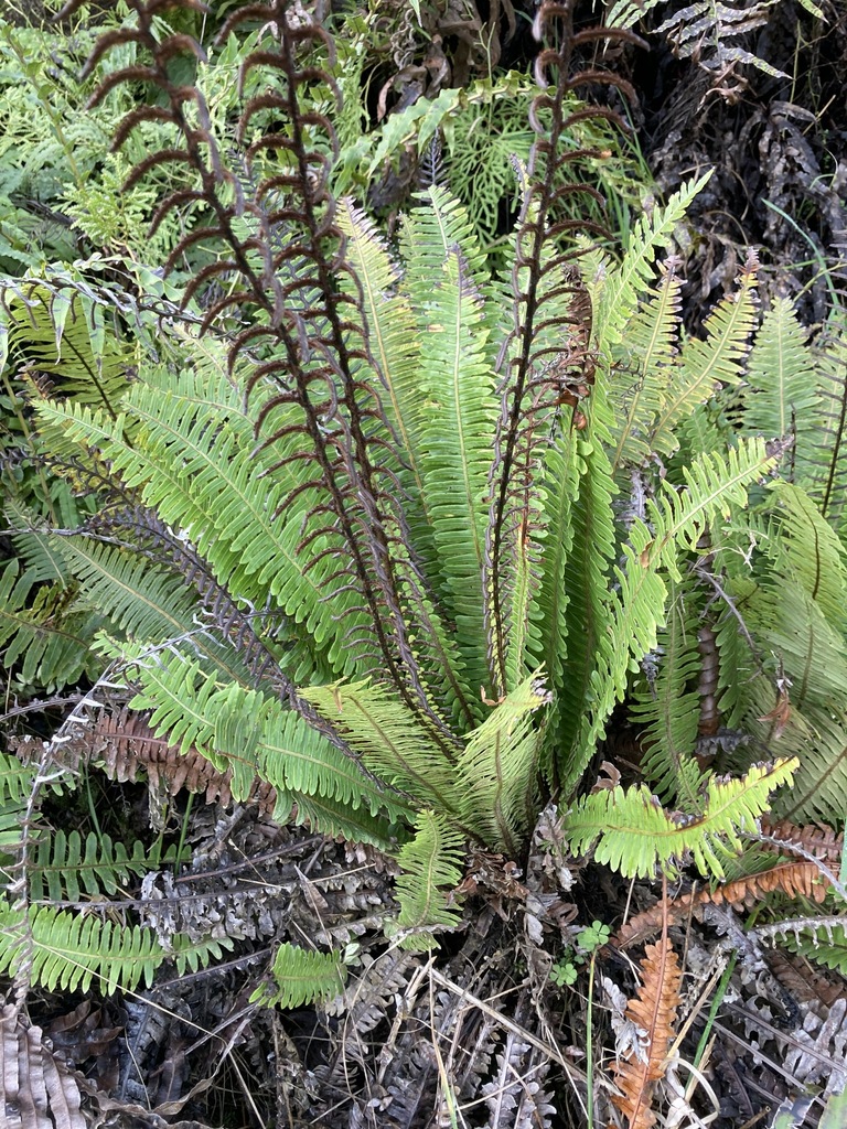 Crown Fern from Honikiwi, New Zealand on July 23, 2022 at 02:43 PM by ...