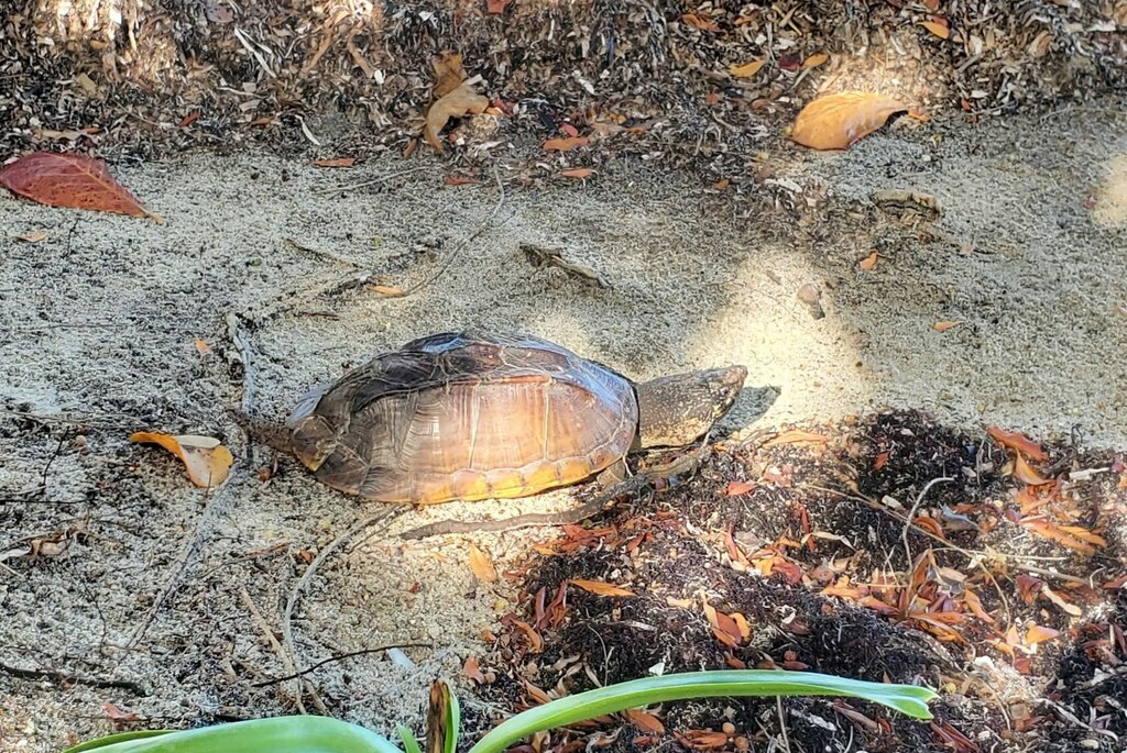 Mexican Giant Musk Turtle in July 2022 by wilmalingle. large turtle, shell about 15 inches long ...