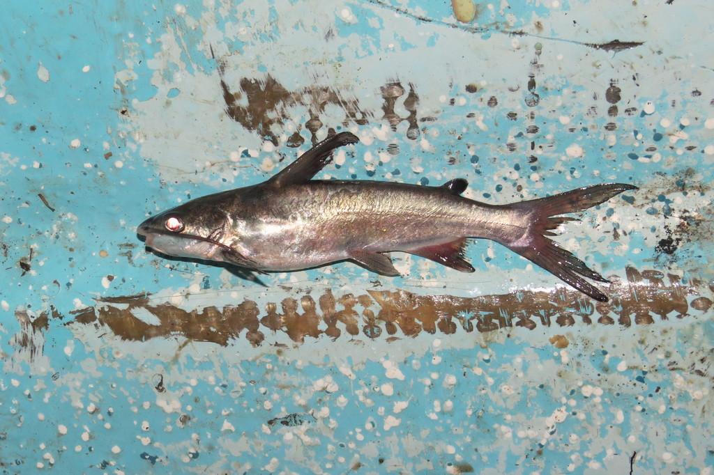 (Cathorops) - Marine Life Identification