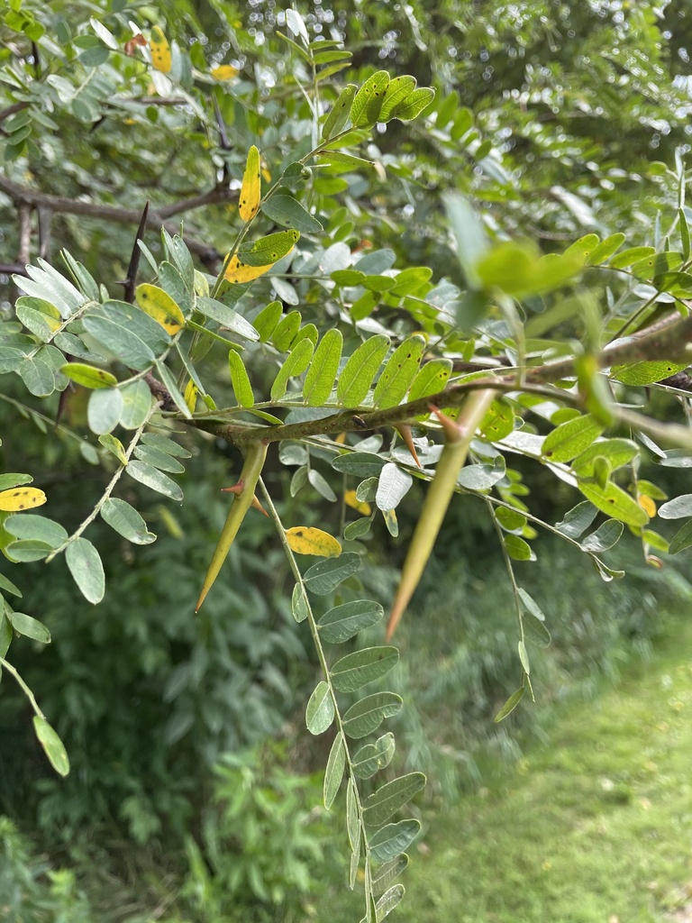 honey locusts from Prairie Oaks Metro Park, West Jefferson, OH, US on ...