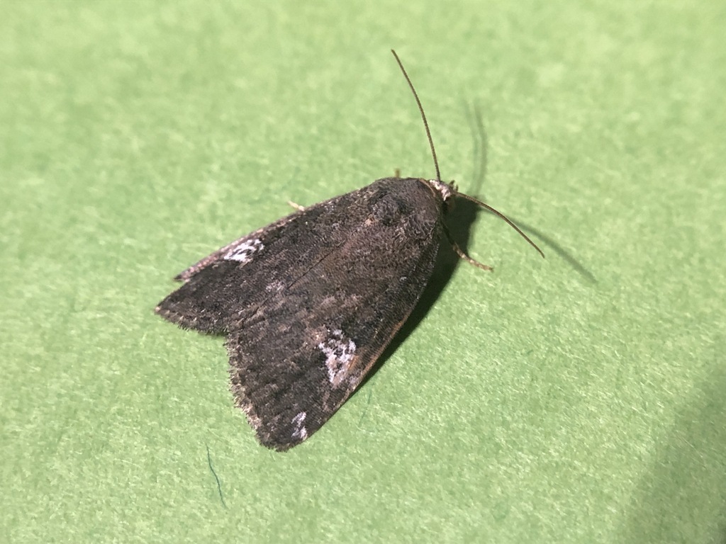 Gray Marvel Moth from Adams County, OH, USA on July 23, 2022 at 05:44 ...
