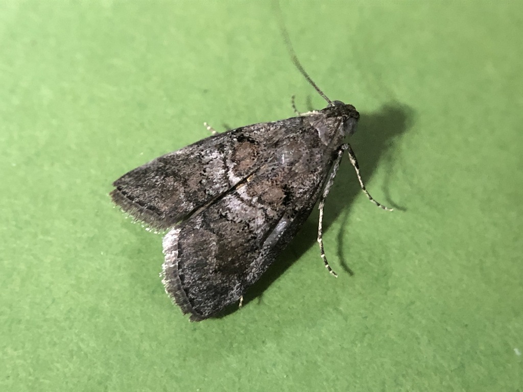 Maple Webworm Moth from Adams County, OH, USA on July 24, 2022 at 05:51 ...