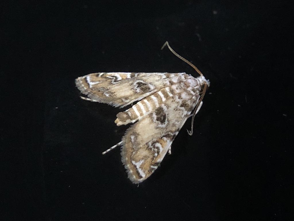 Waterlily Borer Moth from Adams County, OH, USA on July 24, 2022 at 06: ...