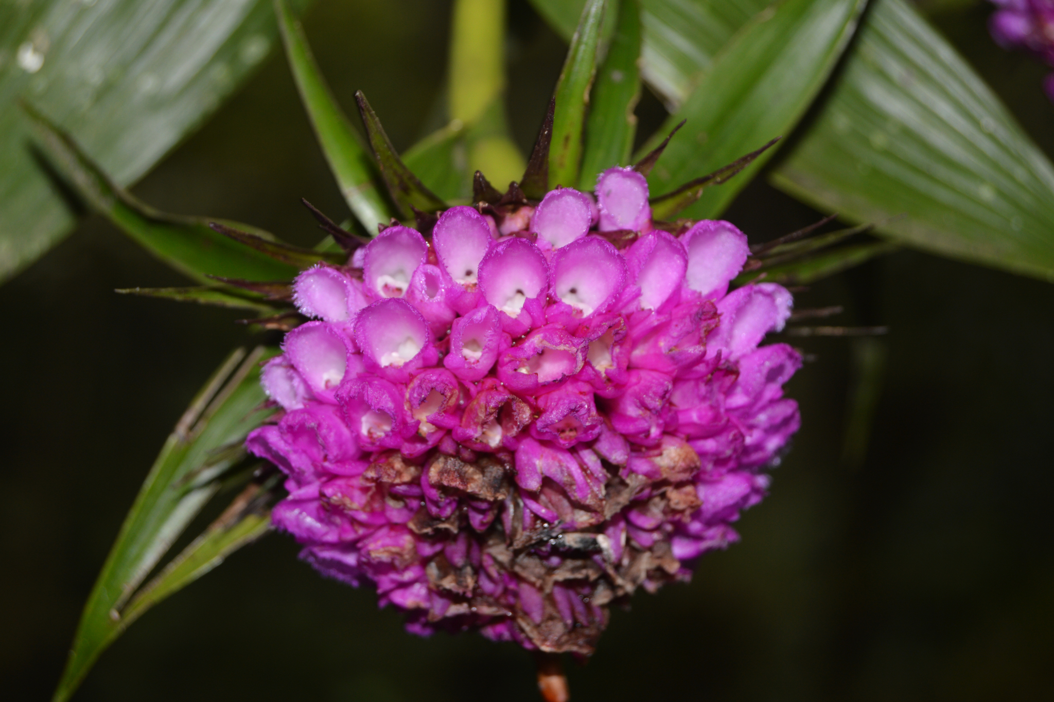 Elleanthus capitatus (Poepp. & Endl.) Rchb.f.