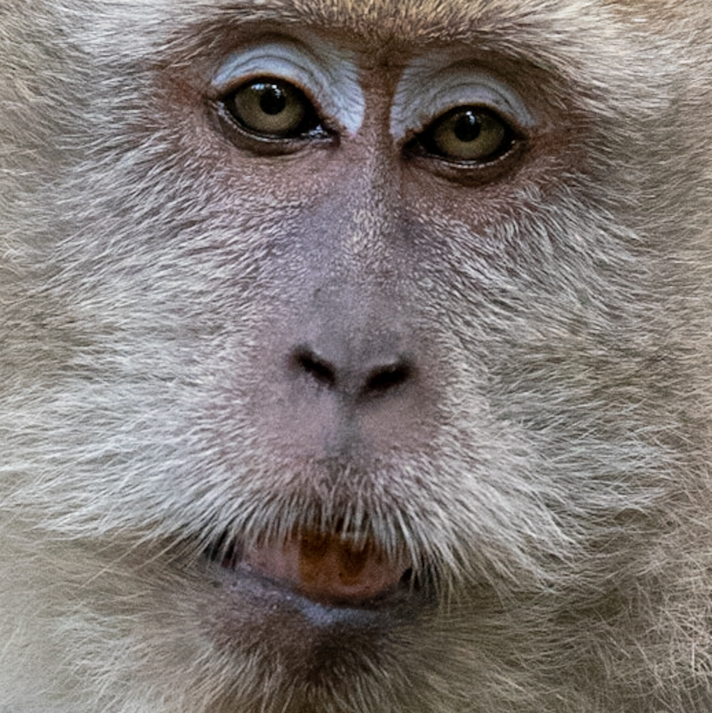Long-tailed Macaque (Macaca fascicularis) - Know Your Mammals