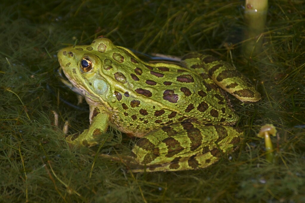 Chiricahua Leopard Frog in July 2022 by Max Ramey · iNaturalist