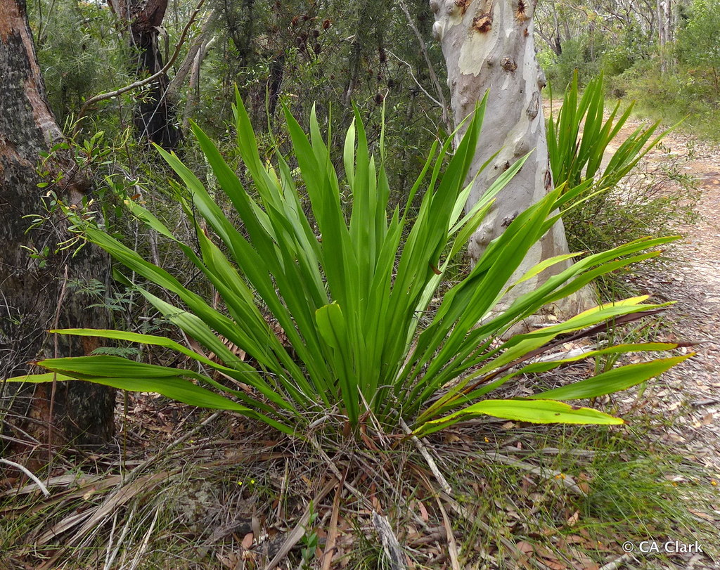 Gymea Lily (Doryanthes excelsa) - Botanical Realm