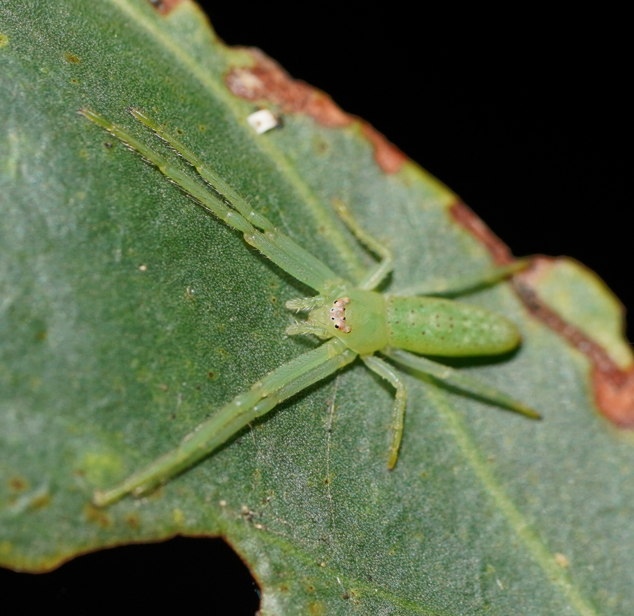 Cetratus rubropunctatus (Rainbow, 1920)