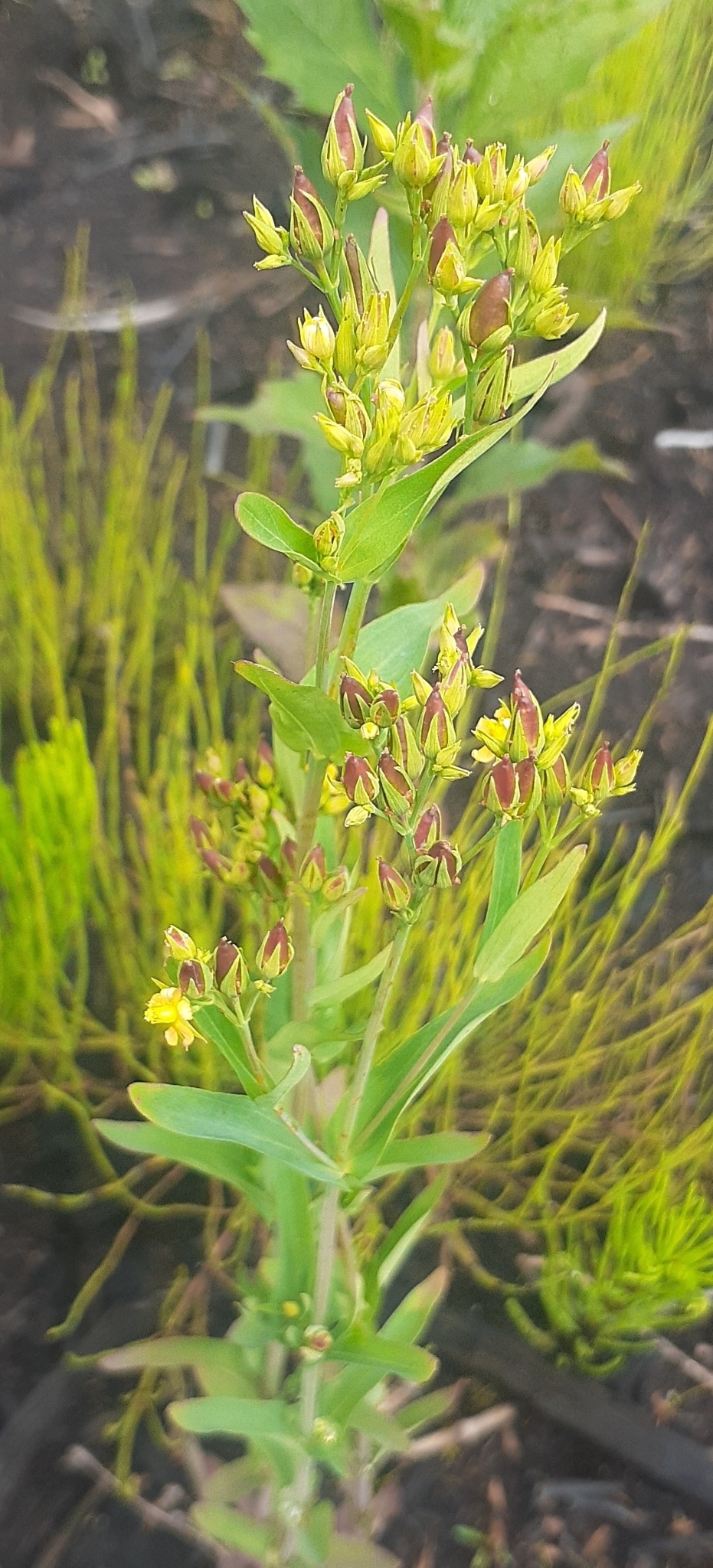 Hypericum majus (A.Gray) Britton