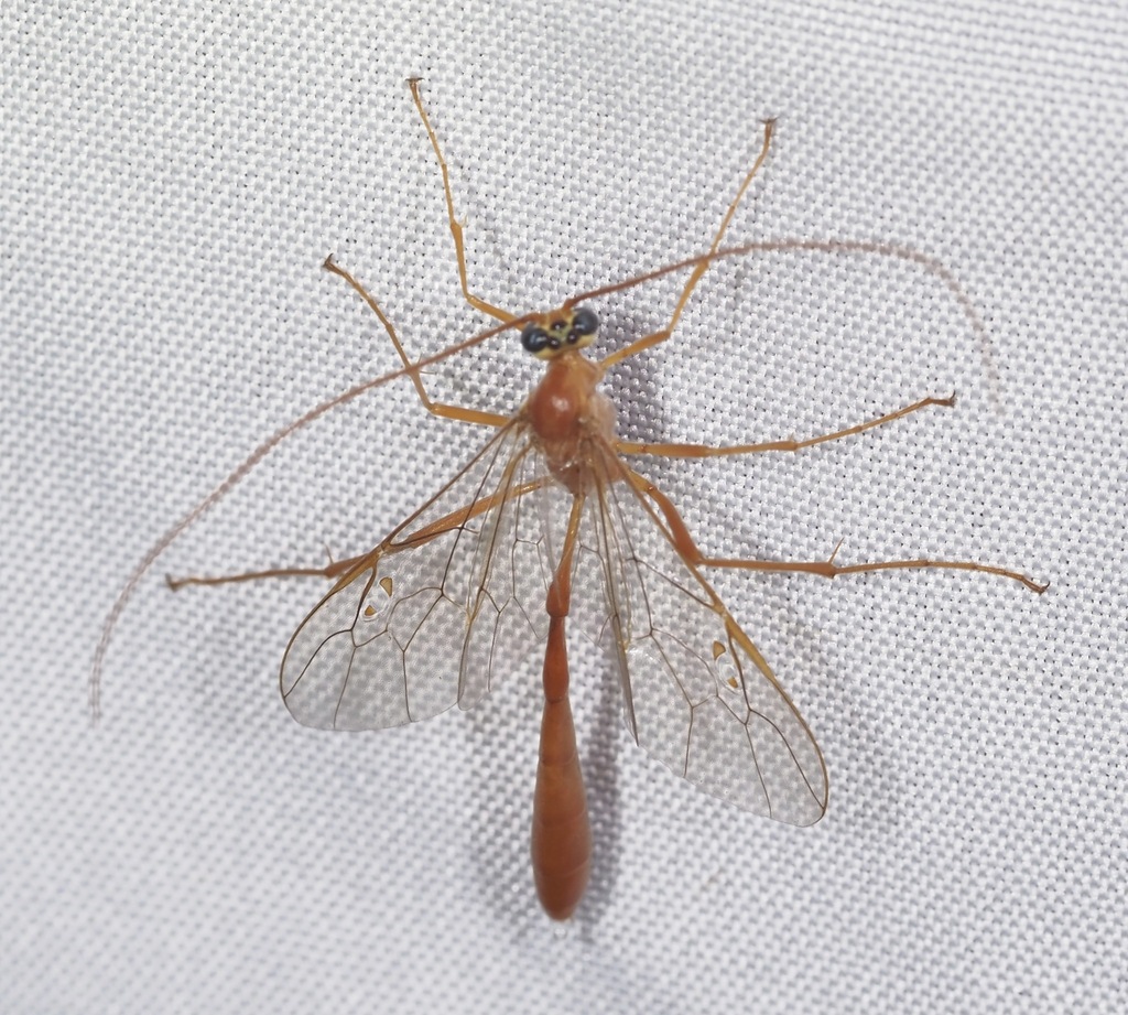 Enicospilus purgatus from Somerset County, MD, USA on July 23, 2022 at ...