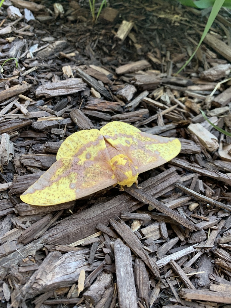 Imperial Moth from W Bluemound Rd, Brookfield, WI, US on July 25, 2022 ...