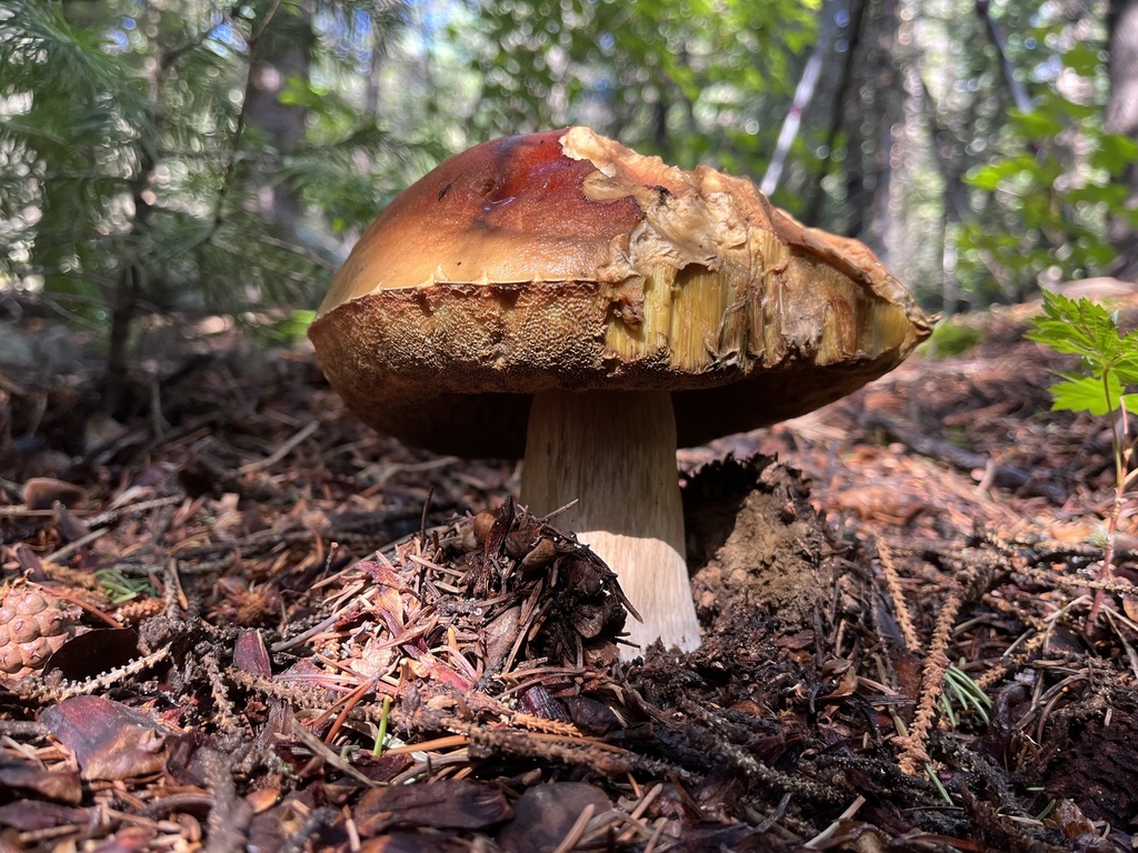 Ruby Porcini from Rocky Mountain National Park, Ward, CO, US on July 25 ...