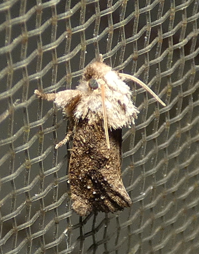 Grass Tubeworm Moths from Zona rural de Paudalho - Pernambuco on July 2 ...