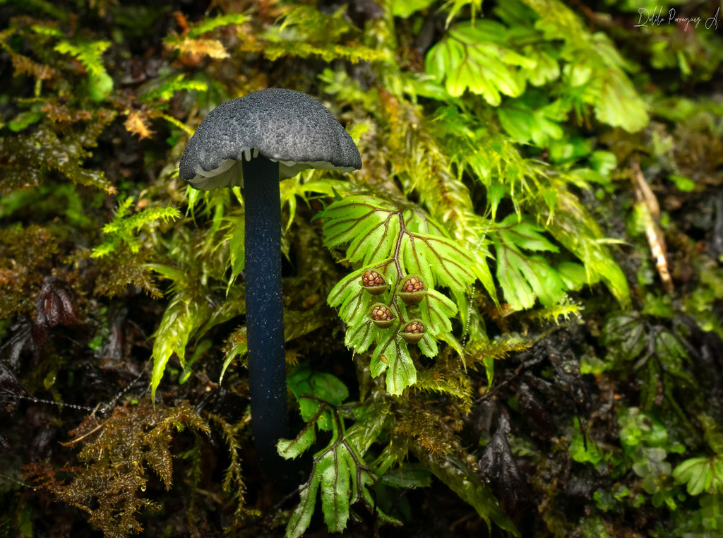 Cyanula from Contulmo, Contulmo, Biobío, CL on May 09, 2022 at 03:08 AM ...