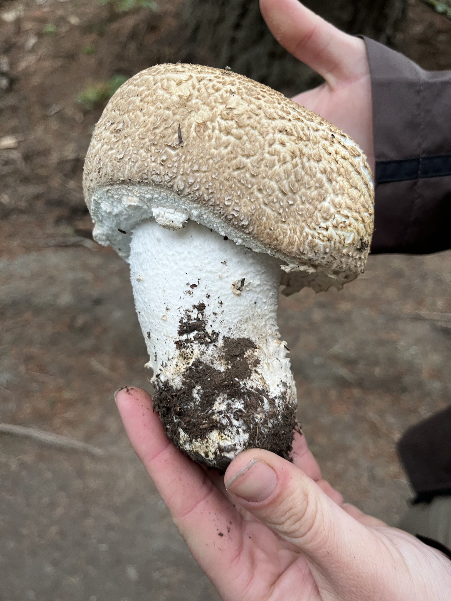 Agaricus augustus Fr.