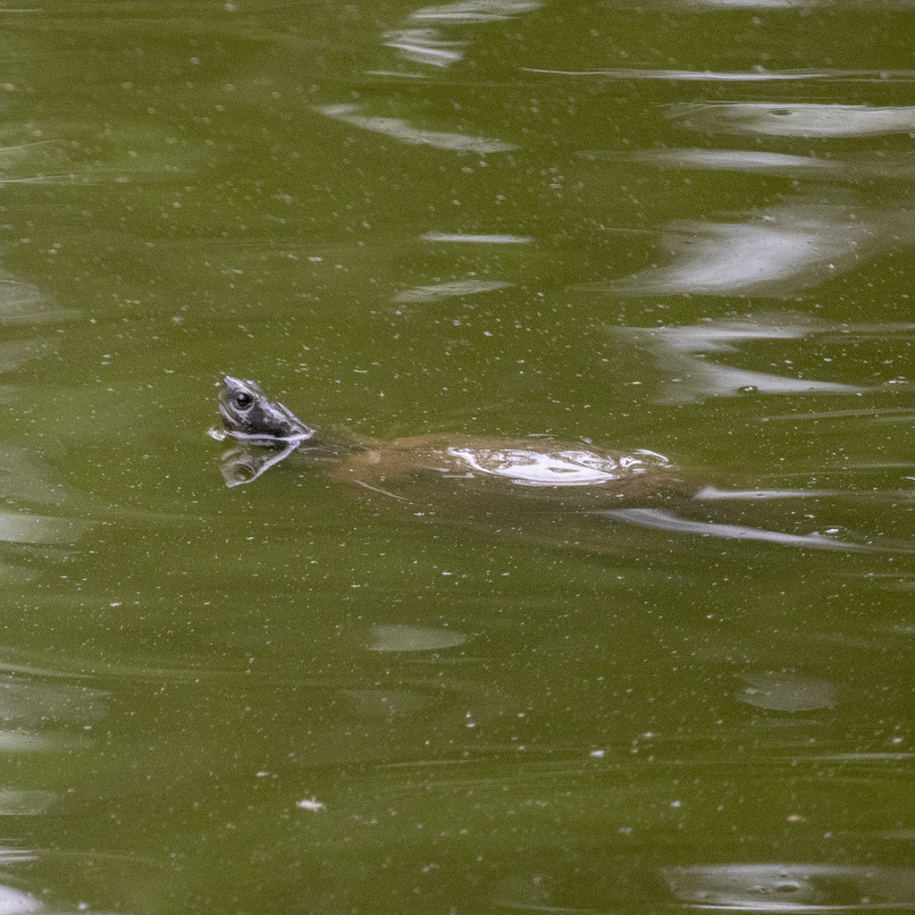 Assam leaf turtle in April 2022 by Paulmathi Vinod · iNaturalist