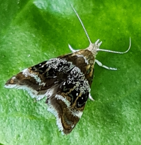 Prochoreutis solaris · iNaturalist
