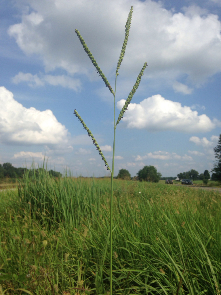 Florida paspalum (Nash Prairie Plants List) · iNaturalist