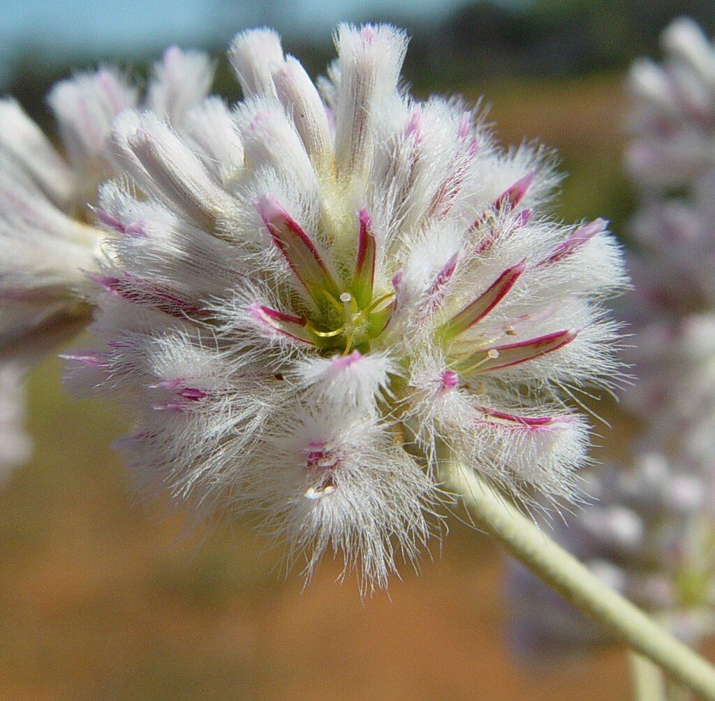 cotton bush from Rothsay WA 6620, Australia on October 8, 2003 at 05:02 ...