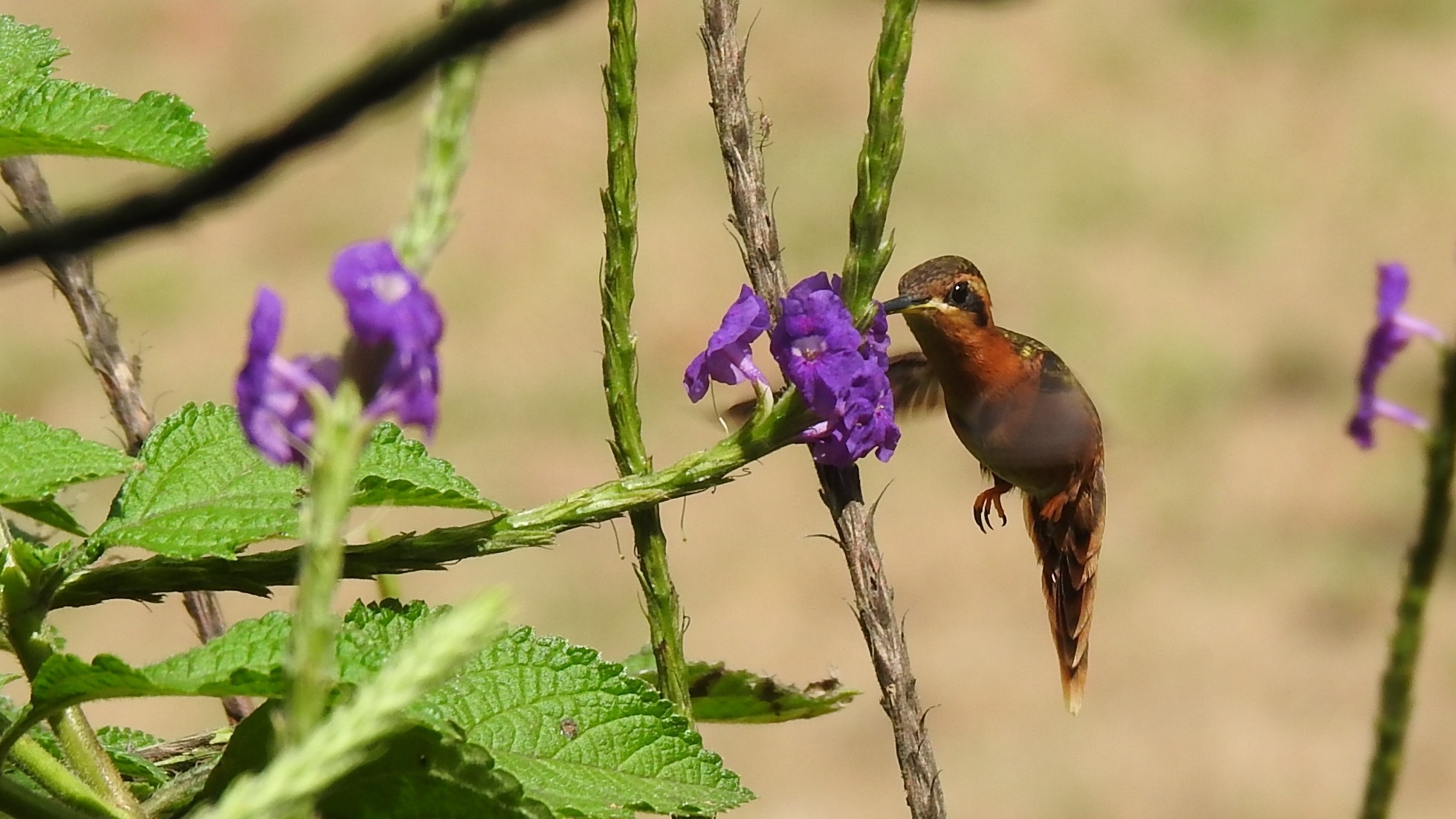 Phaethornis ruber (Linnaeus, 1758)