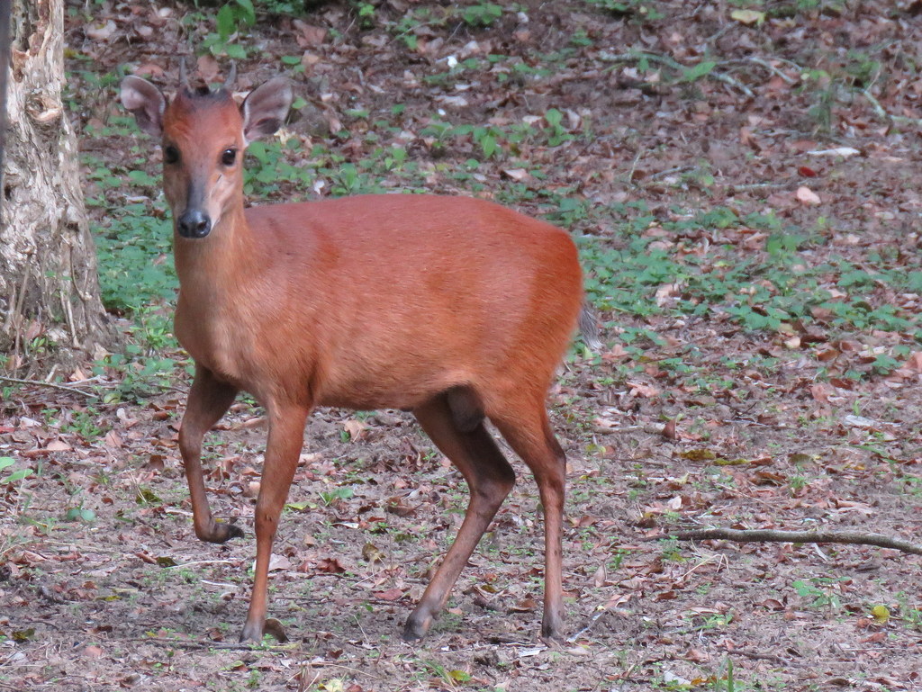 Natal Duiker from Maphelane Camping Area, St Lucia on July 09, 2018 at ...