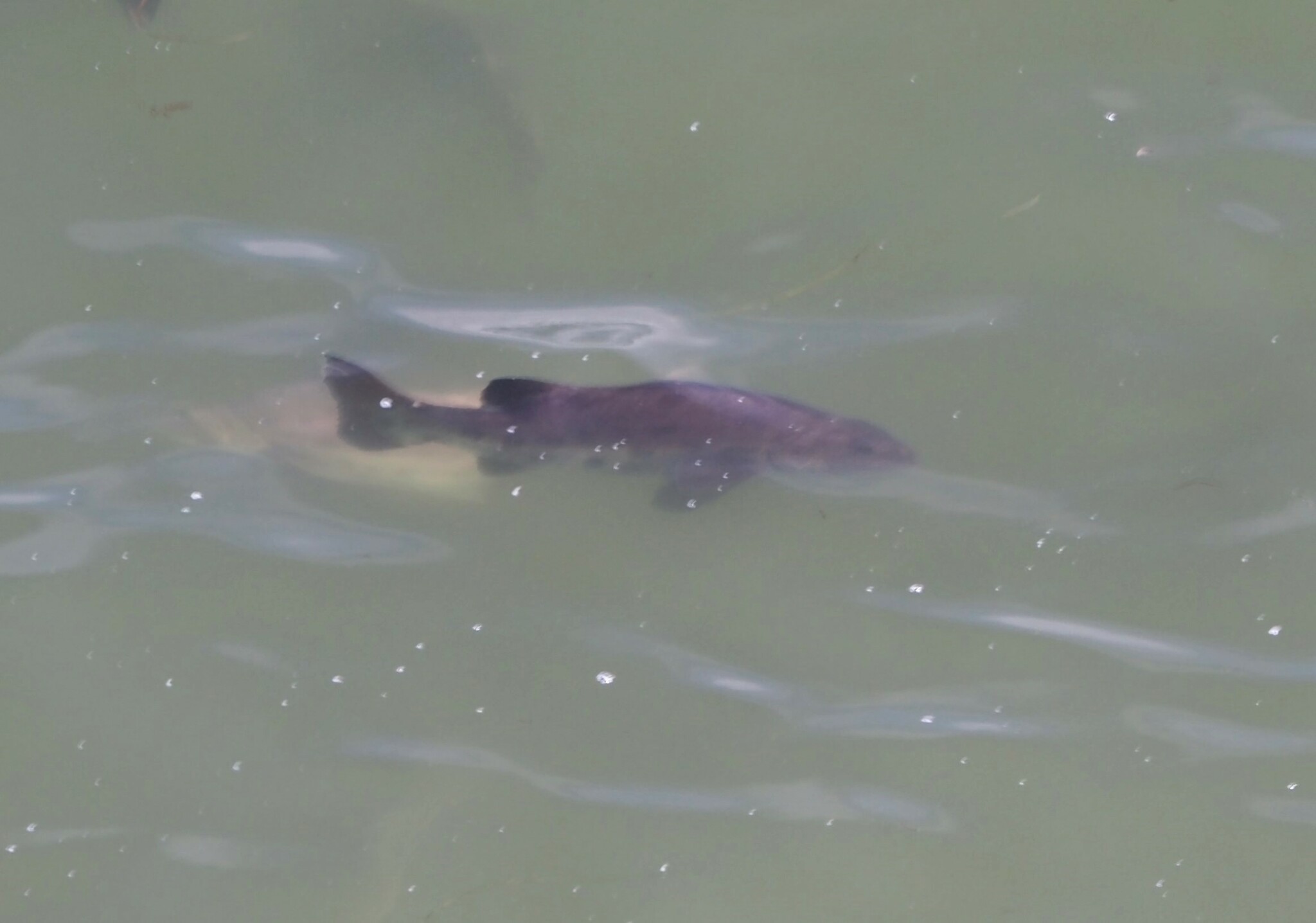 Polyprionidae