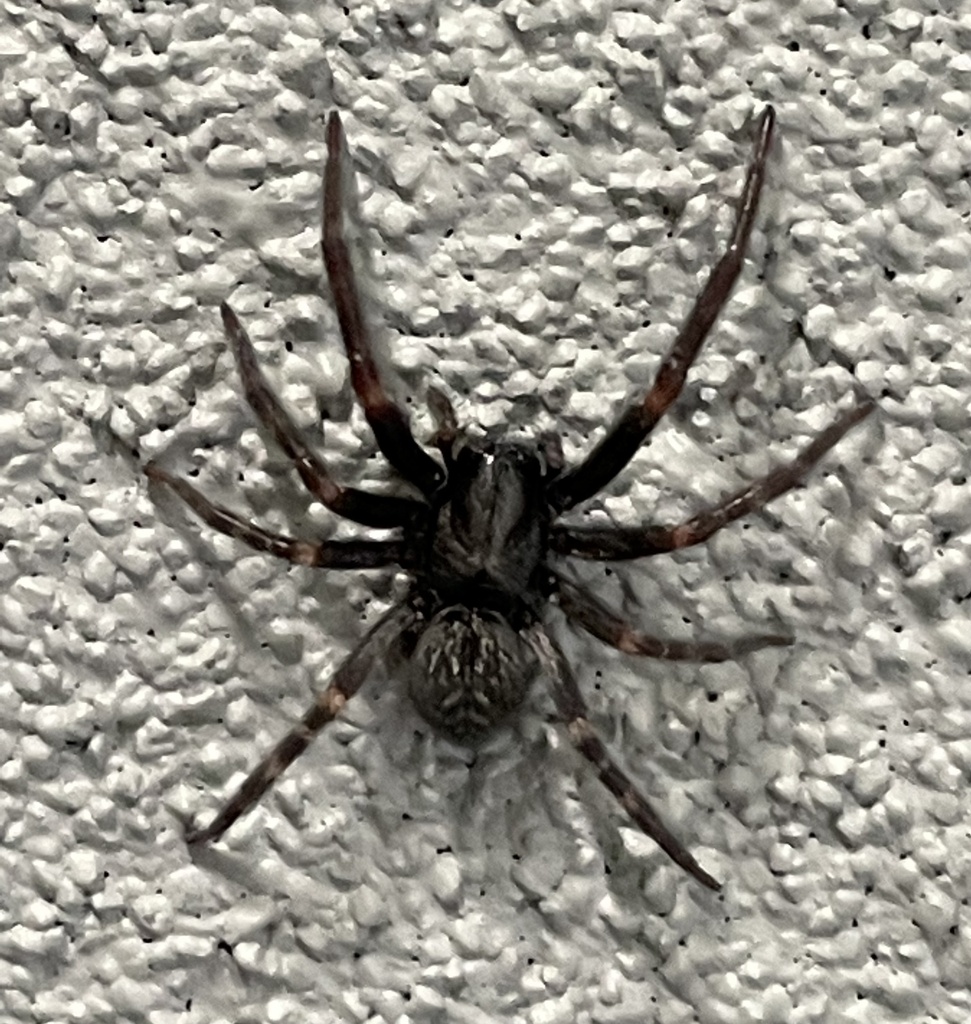 Entelegyne Spiders from B300, Yarck, VIC, AU on July 26, 2022 at 12:32 ...