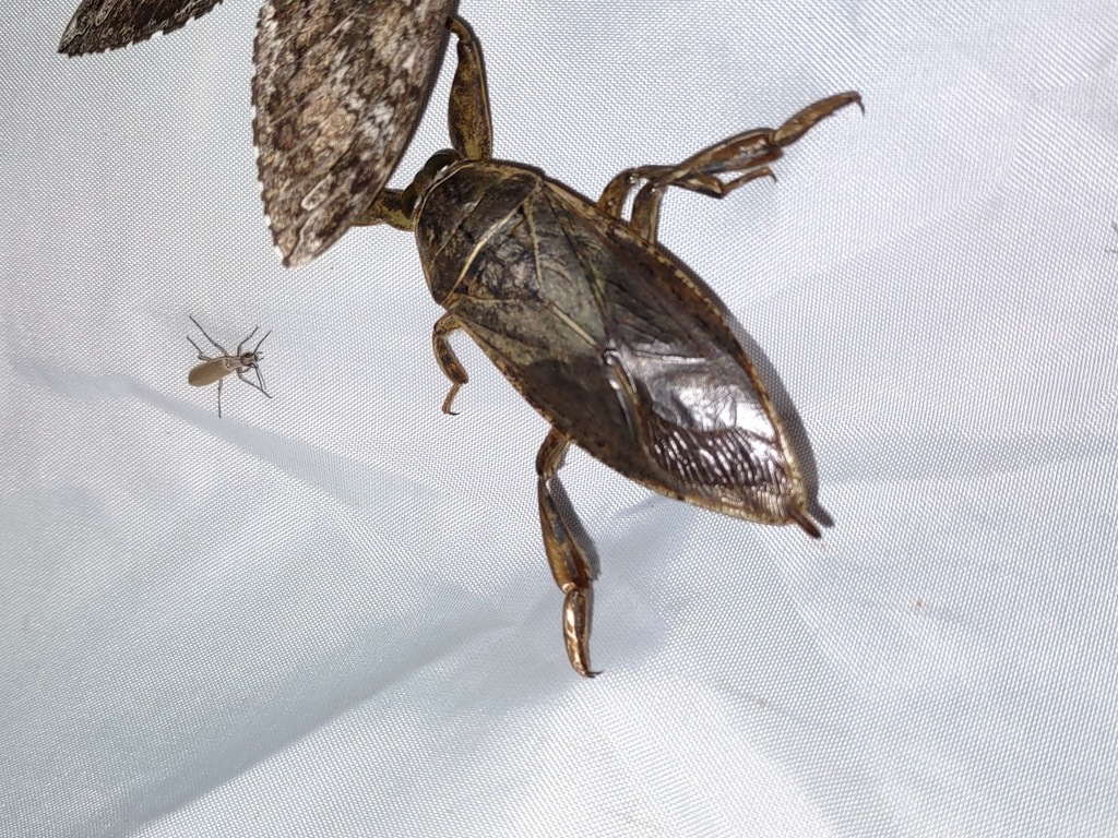 Lethocerus medius from Santa Cruz County, AZ, USA on July 24, 2022 at ...