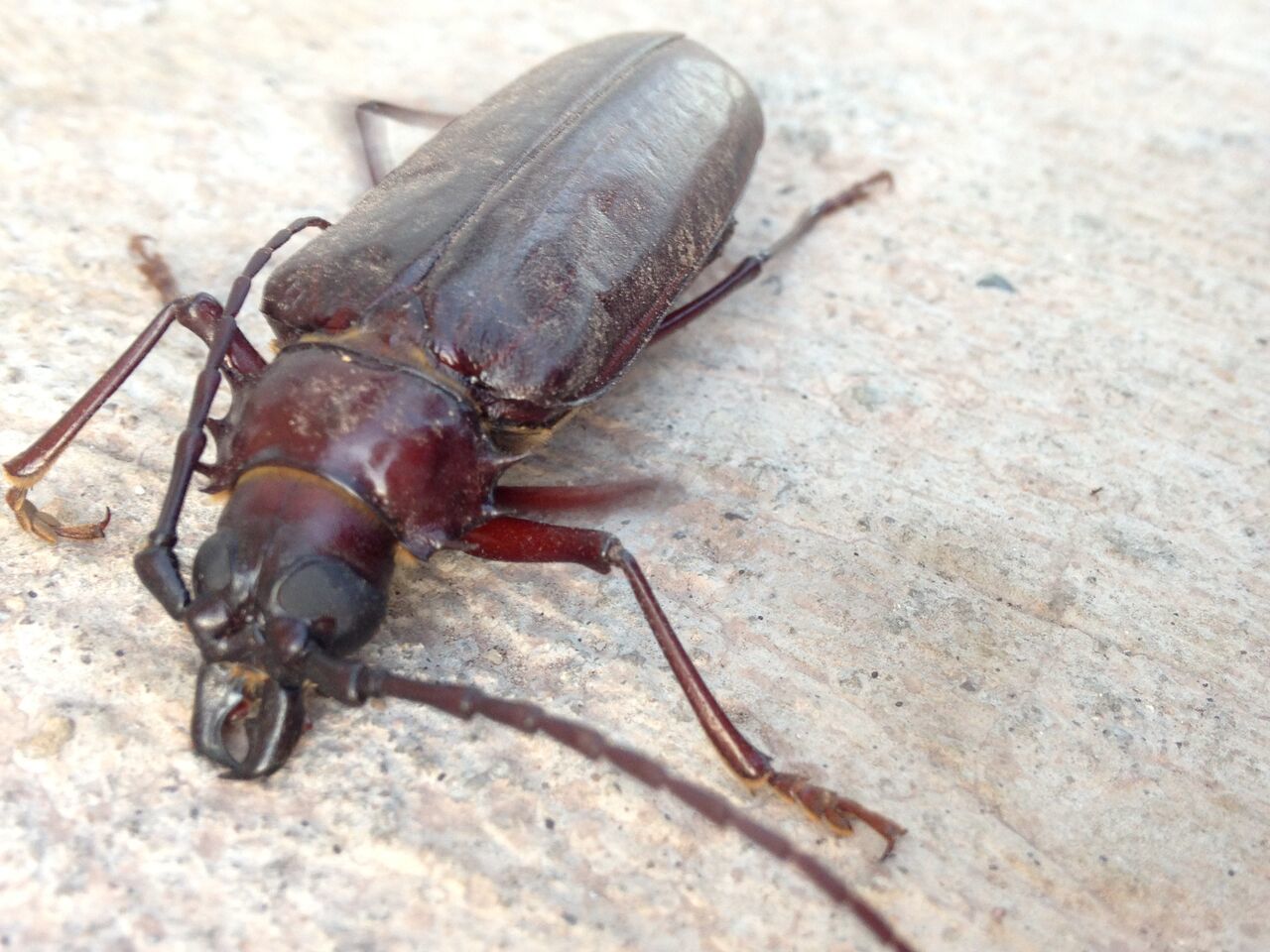 Derobrachus geminatus LeConte, 1853