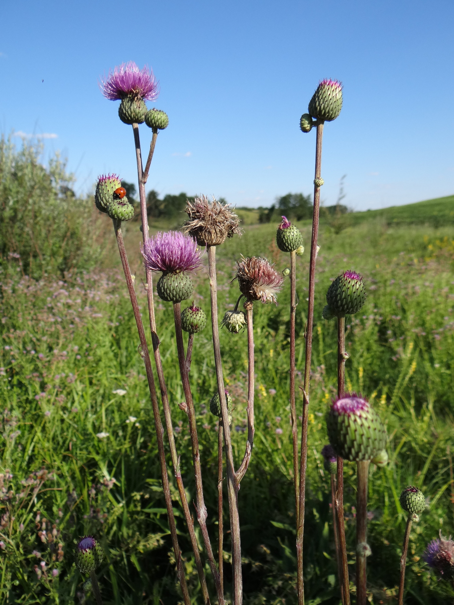 Cirsium canum (L.) All.