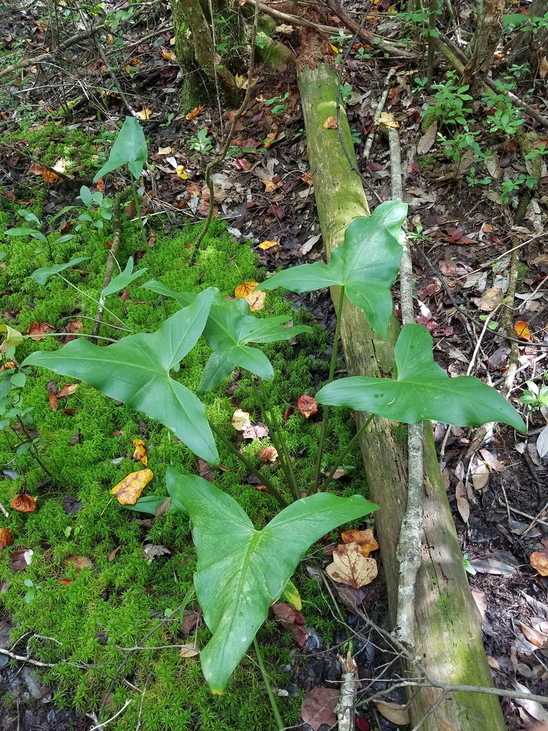 Green Arrow Arum in July 2022 by Leila Dasher · iNaturalist