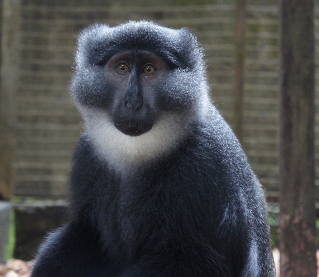 Preuss's Monkey (Allochrocebus preussi) - Know Your Mammals