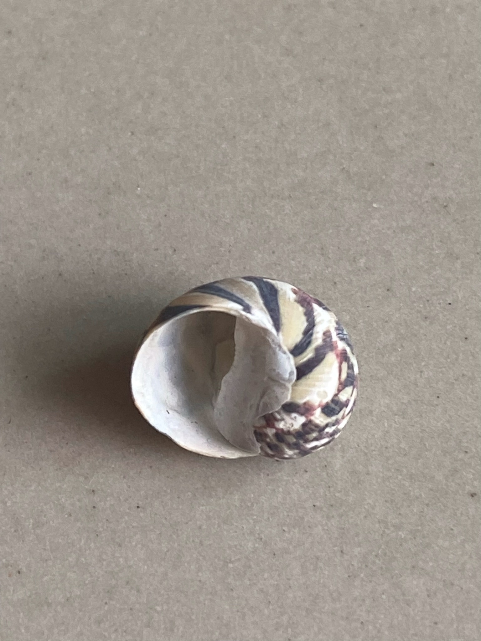 Clithon faba (G.B.Sowerby I, 1836)