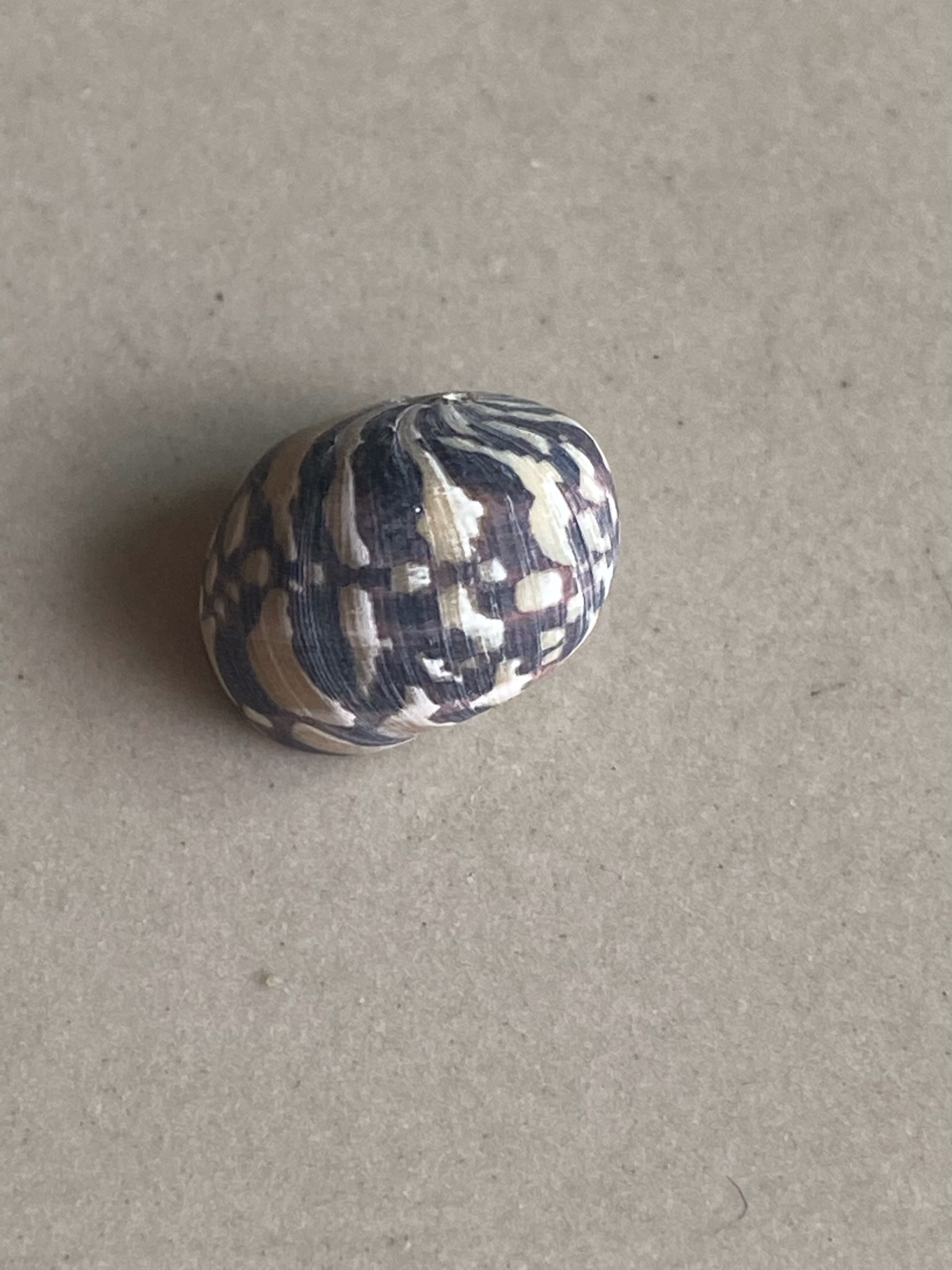 Clithon faba (G.B.Sowerby I, 1836)