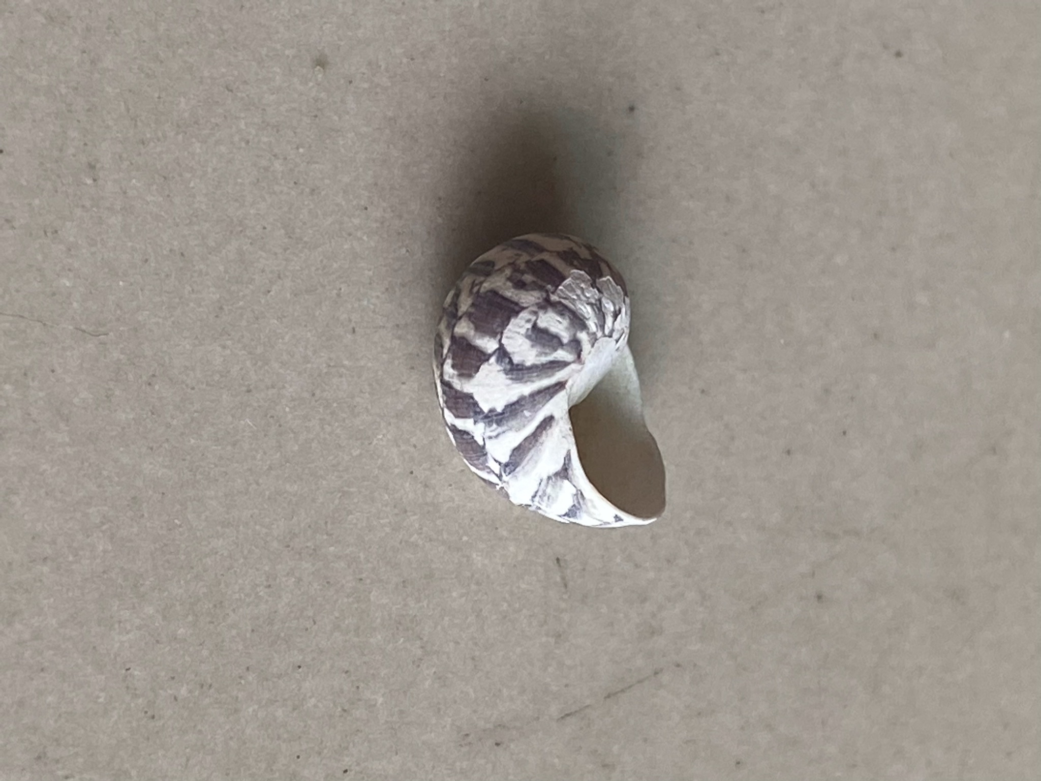 Clithon faba (G.B.Sowerby I, 1836)