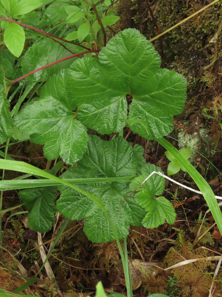 cloudberry from Sitka, Alaska, United States on July 23, 2022 at 11:57 ...