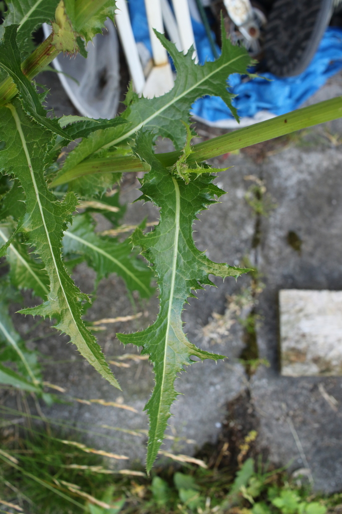Perennial Sow Thistle (Black Hills Invasive Plant Guide) · iNaturalist