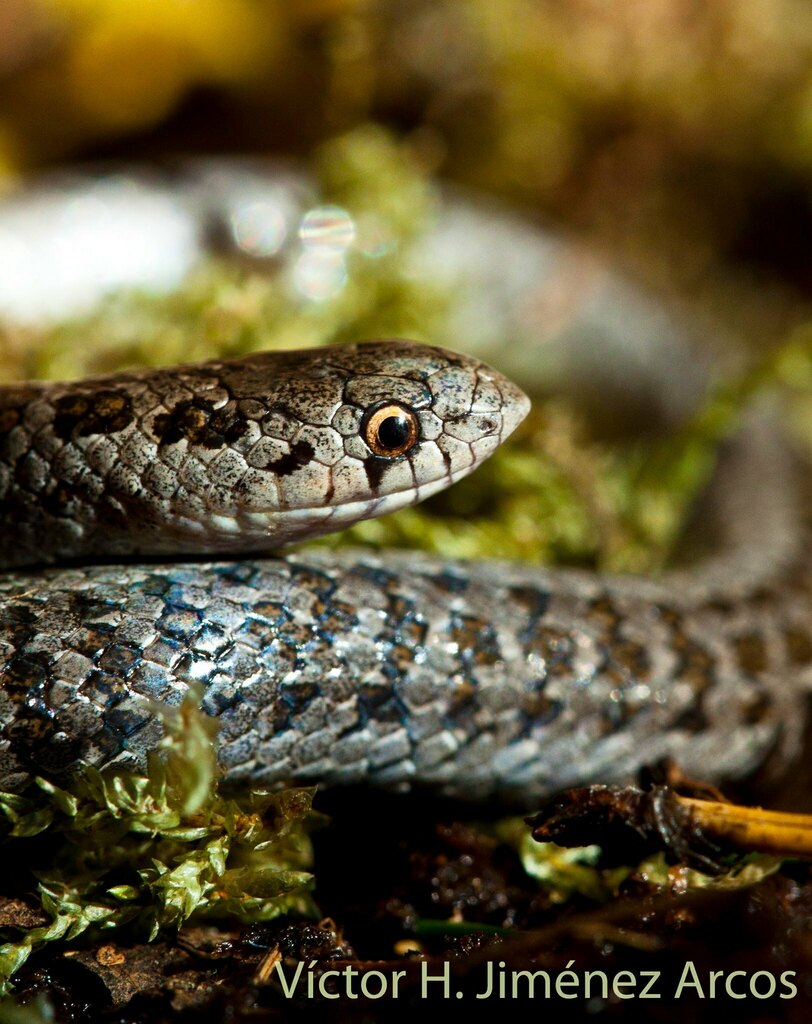 Large-blotched Tolucan Ground Snake (Conopsis megalodon) - Snakes and ...