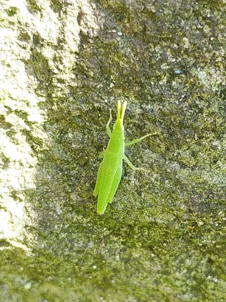 Atractomorpha lata (Mochulsky, 1866)