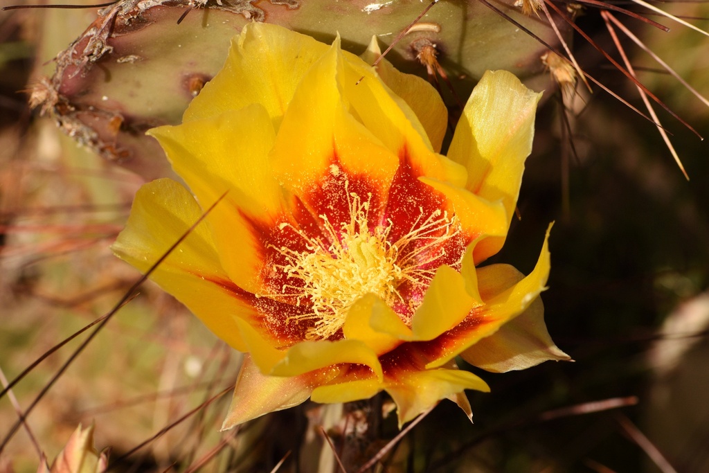 Opuntia azurea parva in April 2022 by Aidan Campos · iNaturalist