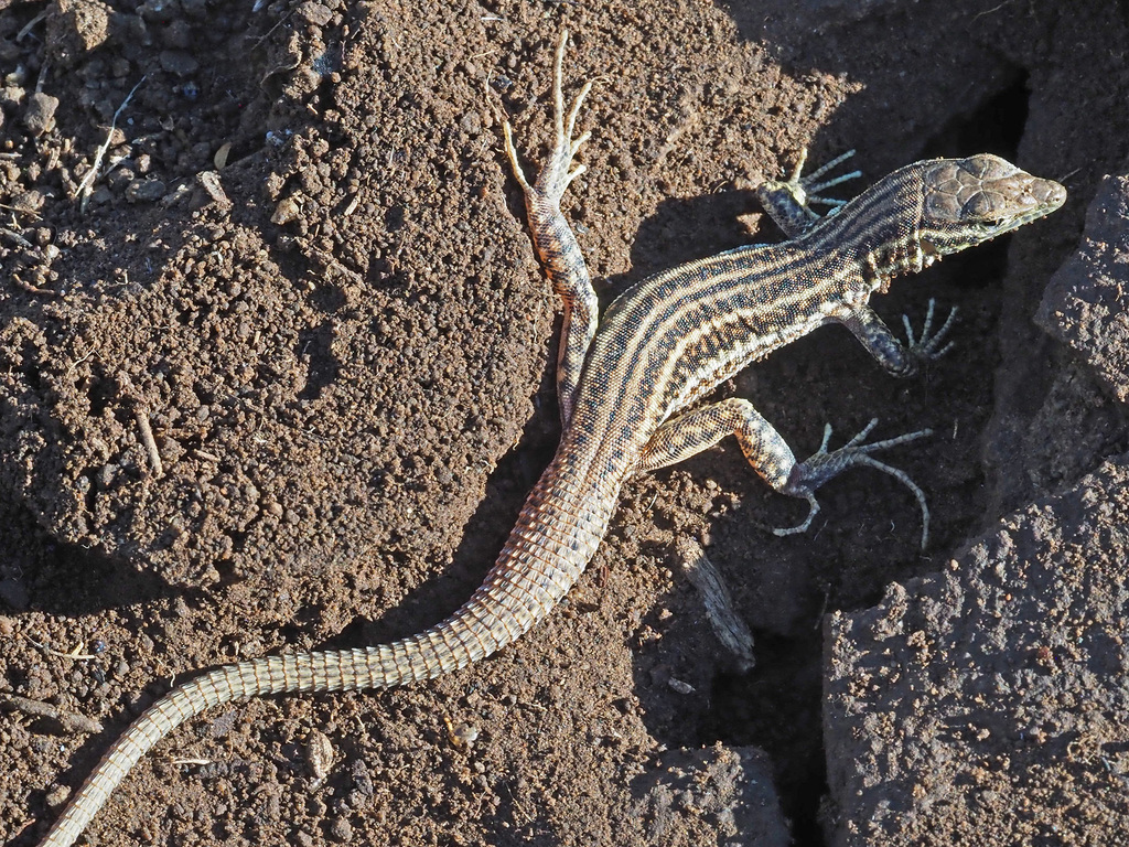 Namaqua Sand Lizard from Mountain Zebra National Park, Chris Hani ...
