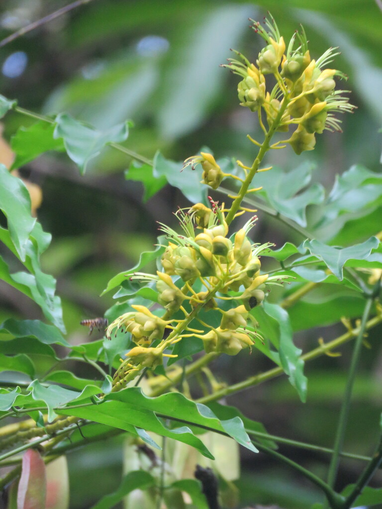 (Mezoneuron cucullatum) - Botanical Realm