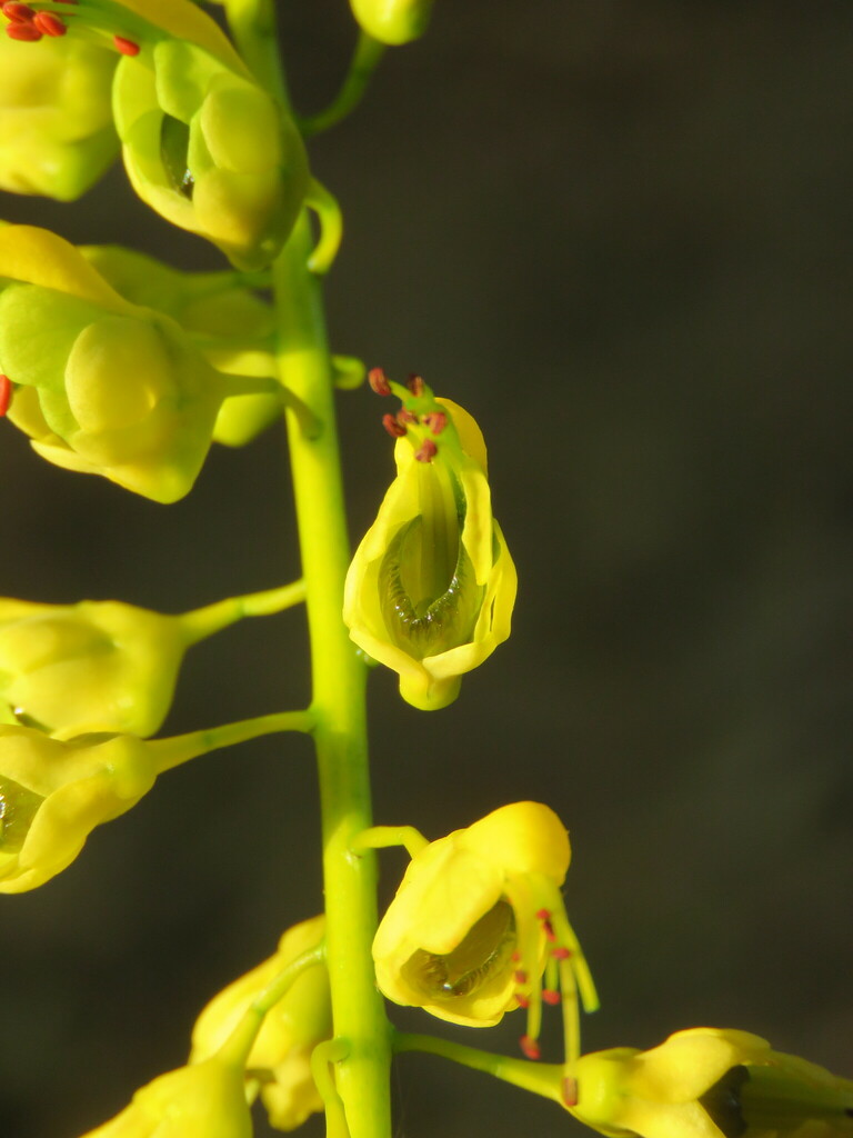 (Mezoneuron cucullatum) - Botanical Realm
