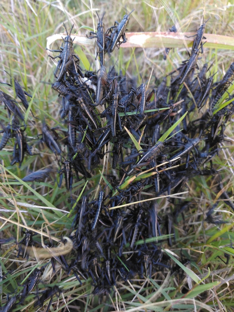 Milkweed Locusts from South Cape DC, South Africa on July 25, 2022 at ...